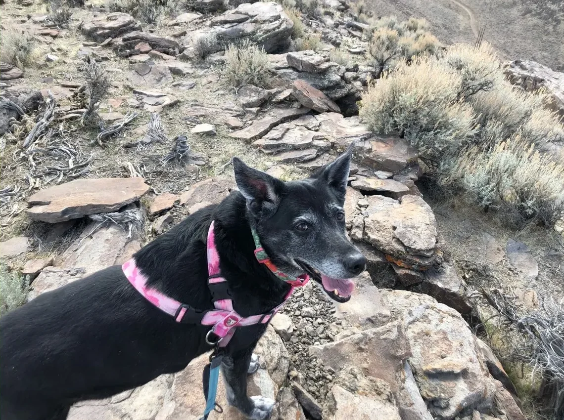 Meet My Fitness Buddy! - Welcome